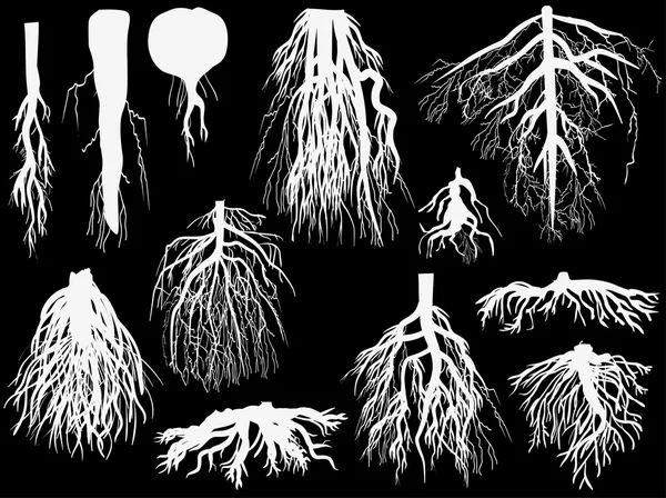 Roots underground Vector Art Stock Images | Depositphotos
