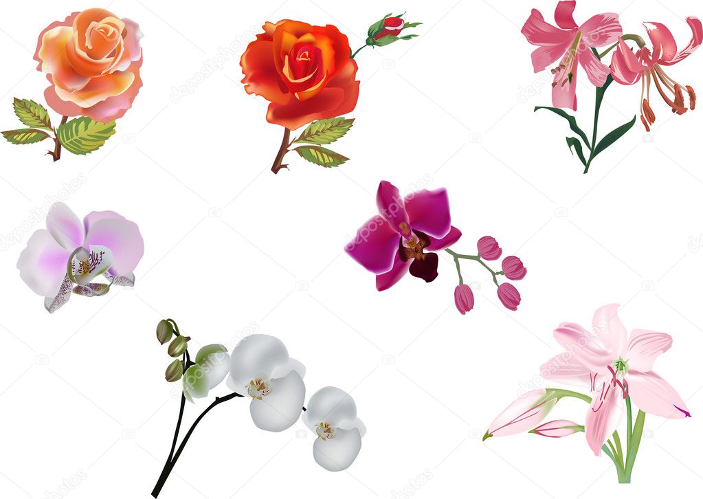 Seven isolated color flowers illustration Stock Vector by ©Dr.PAS 34800131