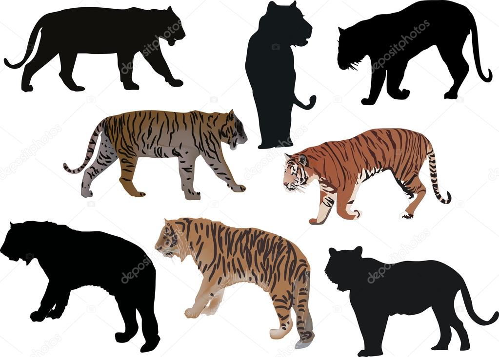 Eight isolated on white tigers Stock Vector Image by ©Dr.PAS #34811925