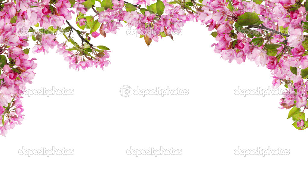Apple tree pink flower branches half frame Stock Photo by ©Dr.PAS 34868657