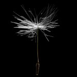Single isolated dandelion seed — Stock Photo © Dr.PAS #6650960