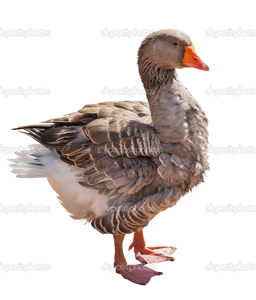 Brown isolated on white goose Stock Photo by ©Dr.PAS 34874183