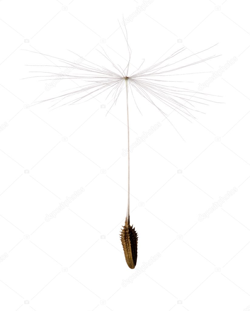 Single isolated dandelion seed — Stock Photo © Dr.PAS #34874517 Single isolated dandelion seed — Stock Photo © Dr.PAS #34874517