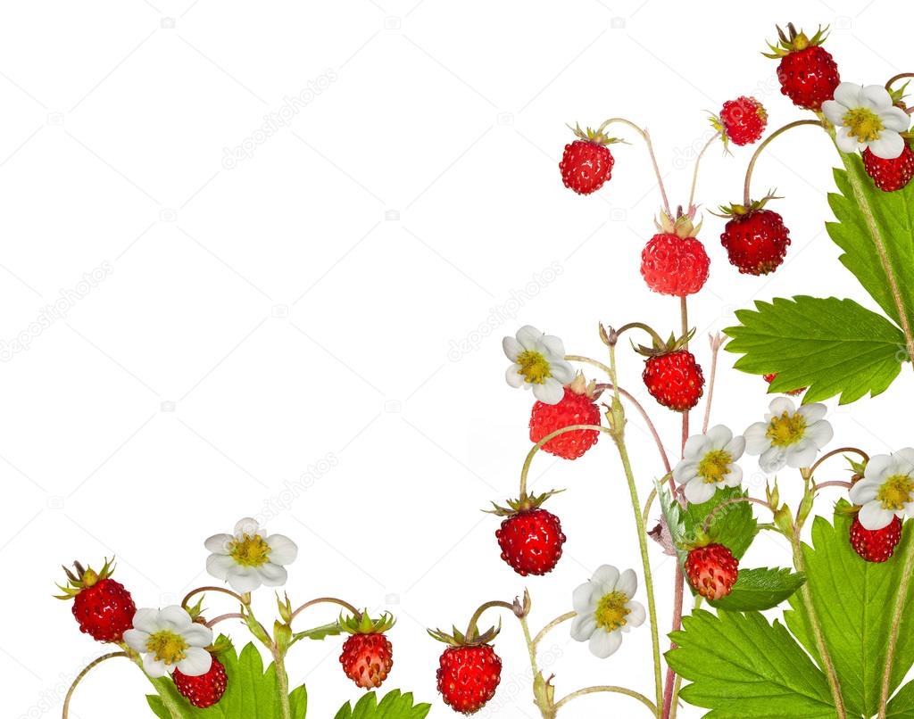 Corner from wild strawberry with green leaves and flowers Stock Photo ...
