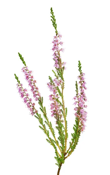 Purple heather branch — Stock Photo © Dr.PAS #6785186