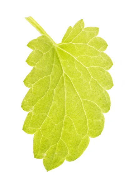 Single isolated mint leaf — Stock Photo © Dr.PAS #6785312