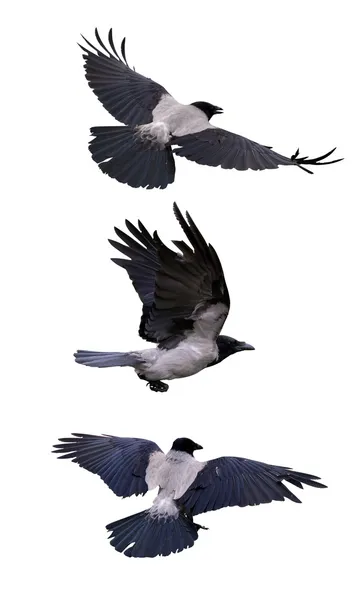 ᐈ Crows flying stock images, Royalty Free crow flying pictures ...