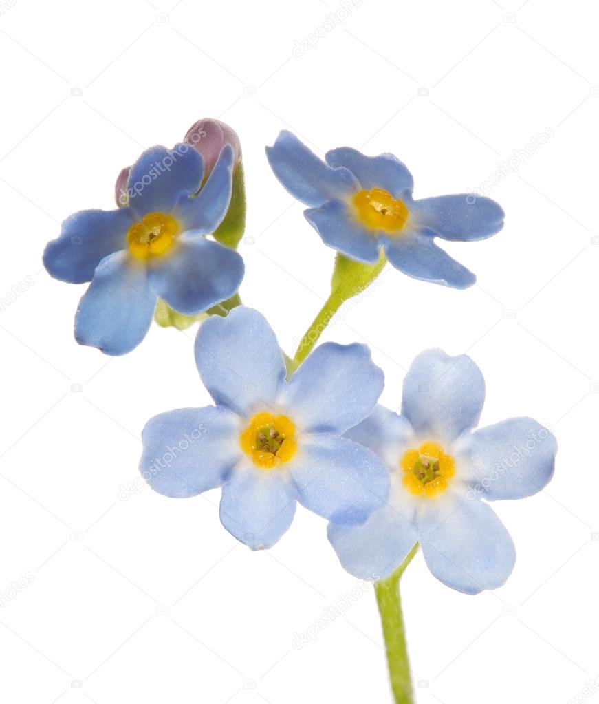 Light blue forget-me-not flower on white Stock Photo by ©Dr.PAS 34881499