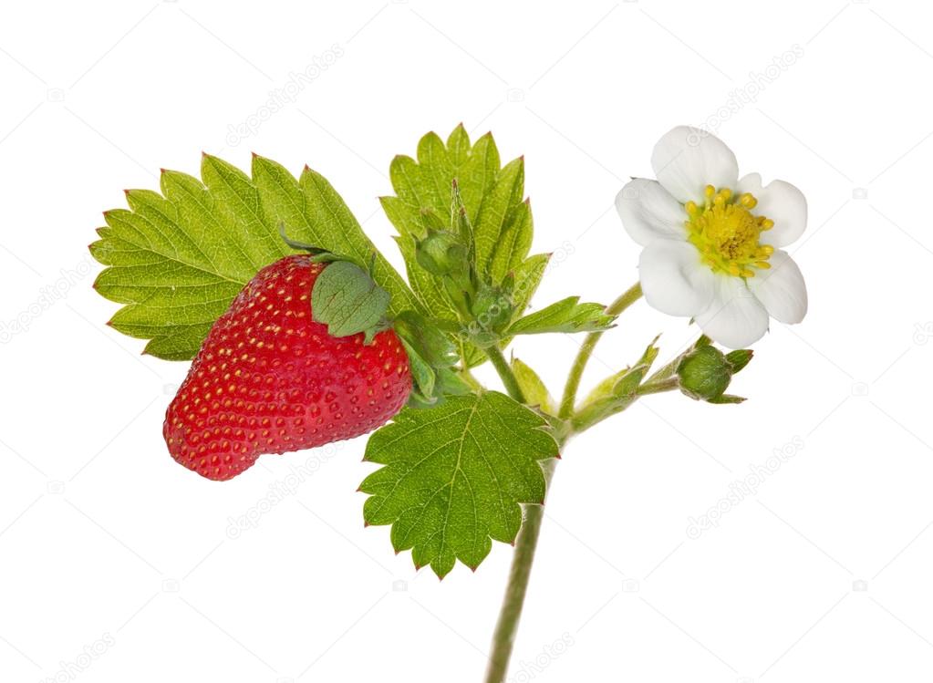 Strawberry branch with flowers and berry on white Stock Photo by ©Dr ...