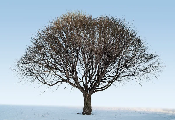 Tree without leaves Stock Photos, Royalty Free Tree without leaves ...