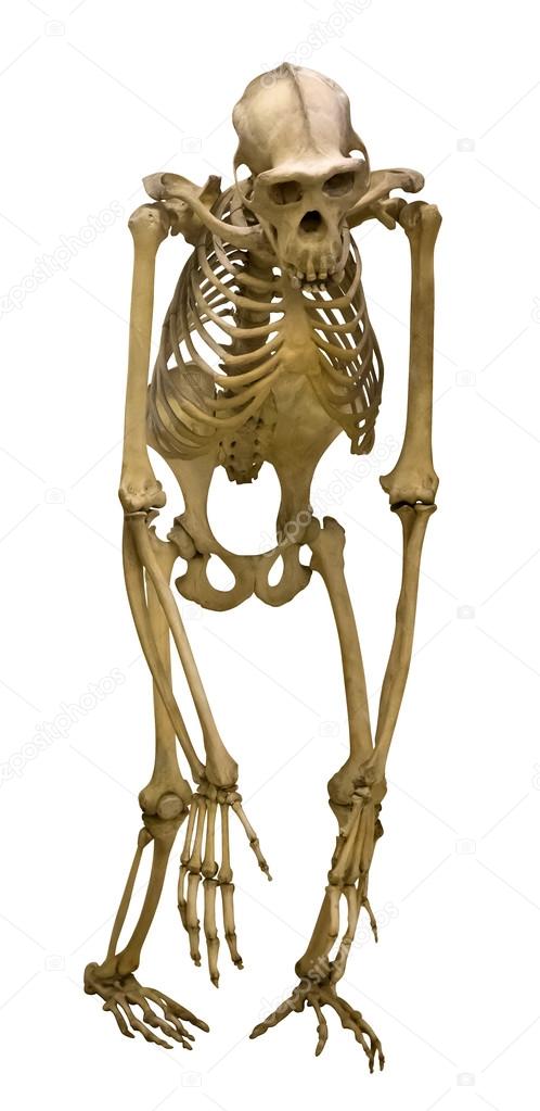 Chimpanzee skeleton isolated on white — Stock Photo © Dr.PAS #34897857