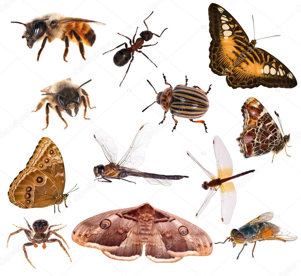 Set of brown color insects isolated on white Stock Photo by ©Dr.PAS ...