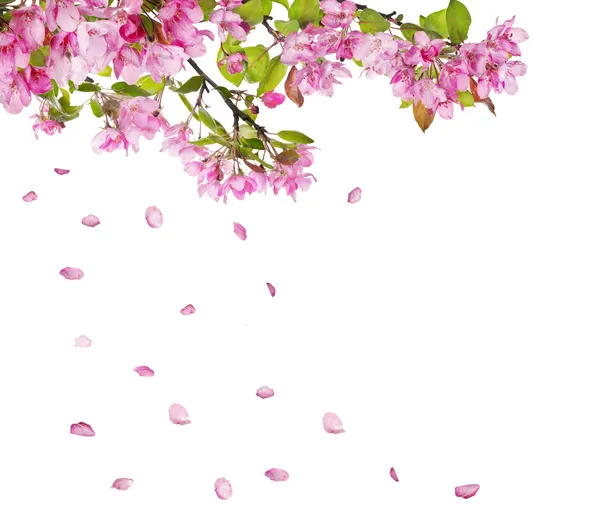 Falling flower Stock Photos, Royalty Free Falling flower Images ...