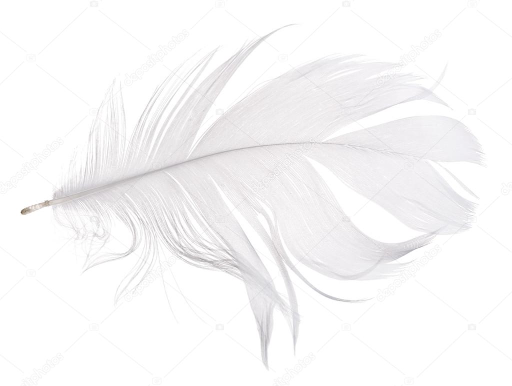 Pluma de ganso gris claro aislada en blanco 2023