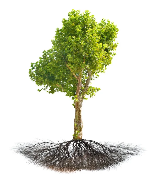 Tree with roots — Stock Vector © varuna #72454625