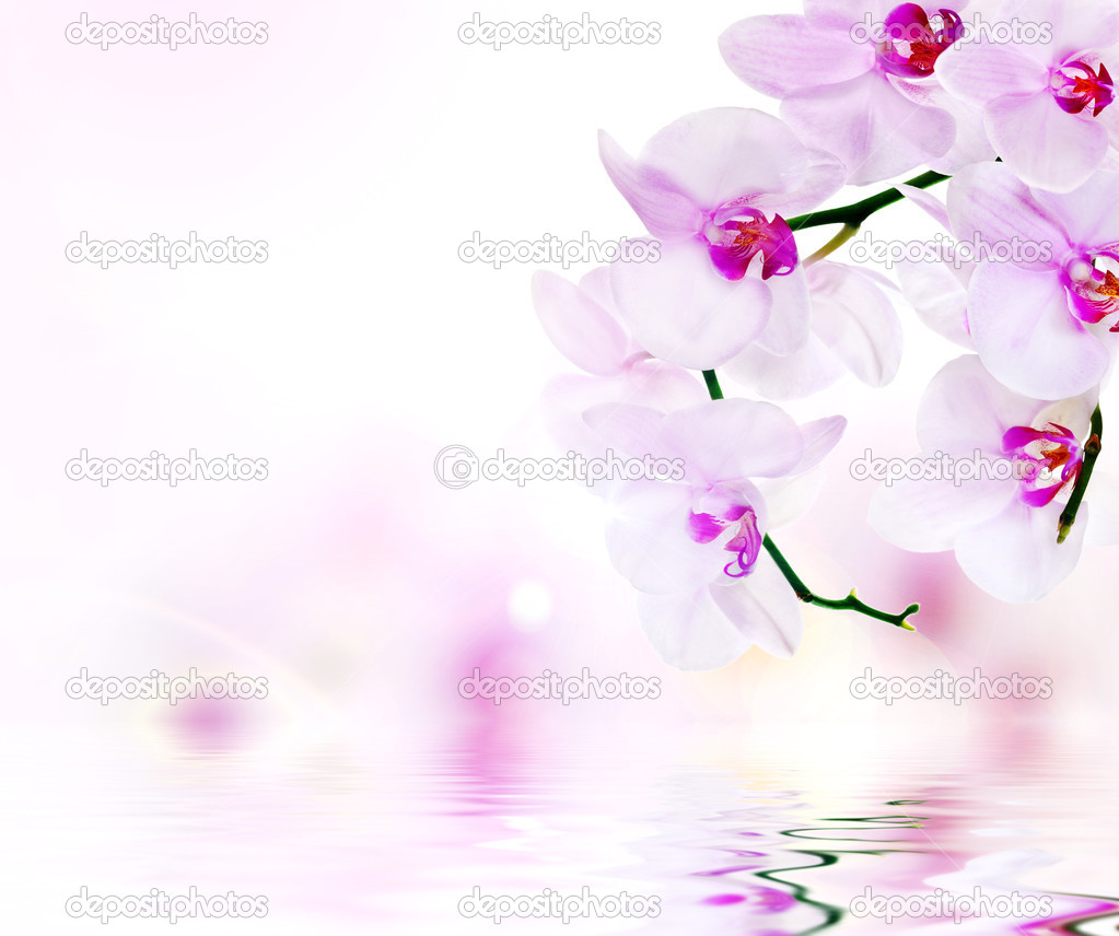 Light pink composition with orchids — Stock Photo © Dr.PAS #34920867