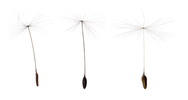 Single isolated dandelion seed — Stock Photo © Dr.PAS #6650960 Single isolated dandelion seed — Stock Photo © Dr.PAS #6650960