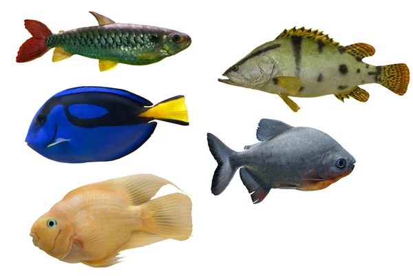 Five fishes Stock Photos, Royalty Free Five fishes Images | Depositphotos