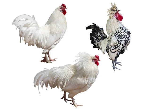 Roosters stages of life Stock Photo by ©Dr.PAS 84205806