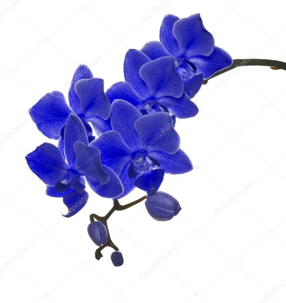 Dark Blue Orchids