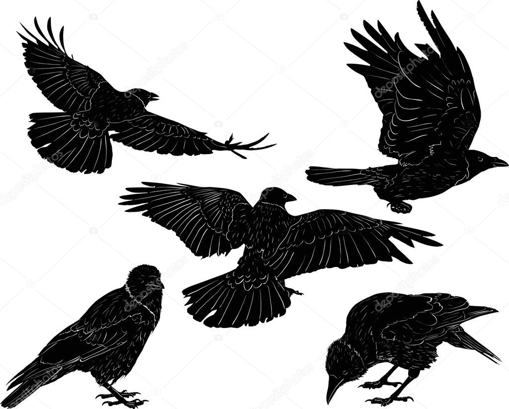 Set of five black crows isolated on white ⬇ Vector Image by © Dr.PAS ... Set of five black crows isolated on white ⬇ Vector Image by © Dr.PAS ...