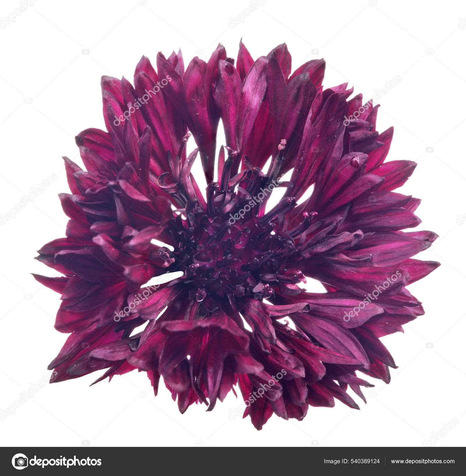 Dark Purple Cornflower Isolated White Background — Stock Photo © Dr.PAS ...