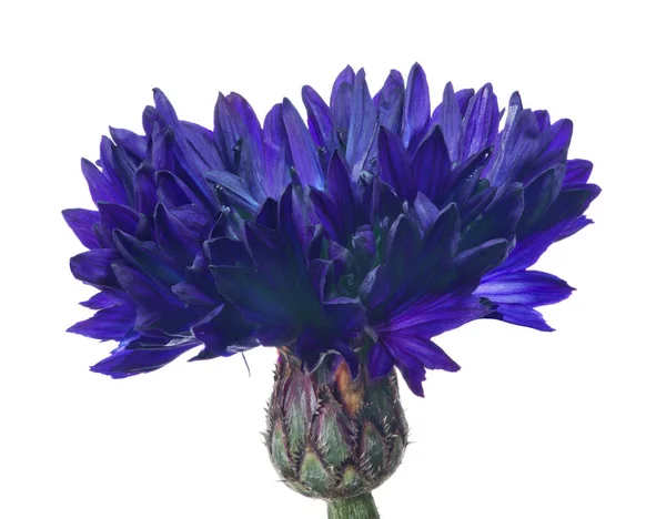 Dark Purple Cornflower Isolated White Background — Stock Photo © Dr.PAS ...