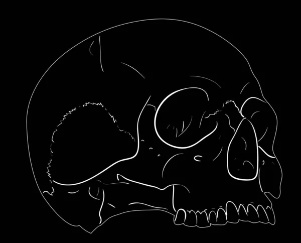 Koponya rajz Stock vektorok, Koponya rajz Jogdíjmentes illusztrációk ...