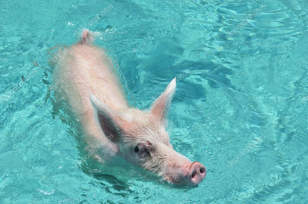 Swimming Pig Stock Photo by ©happyalex 26536141