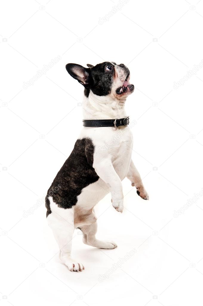 Bulldog on white background jump up Stock Photo by ©wisiel 23747663