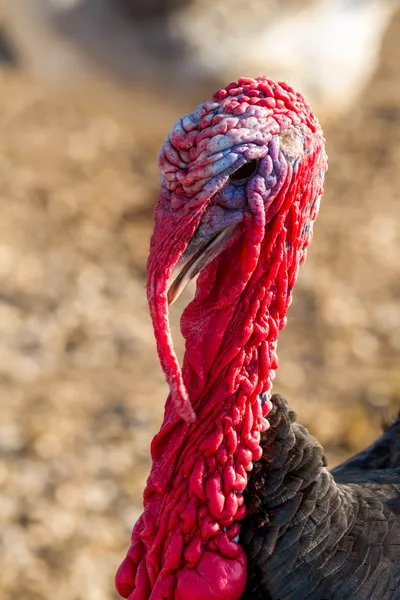 748,316 Turkey Stock Photos, Images | Download Turkey Pictures on ...