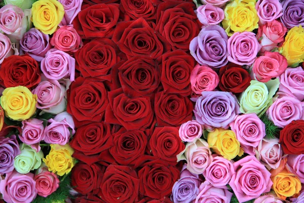 All Colours Rose Flowers Photos Hd | Best Flower Site