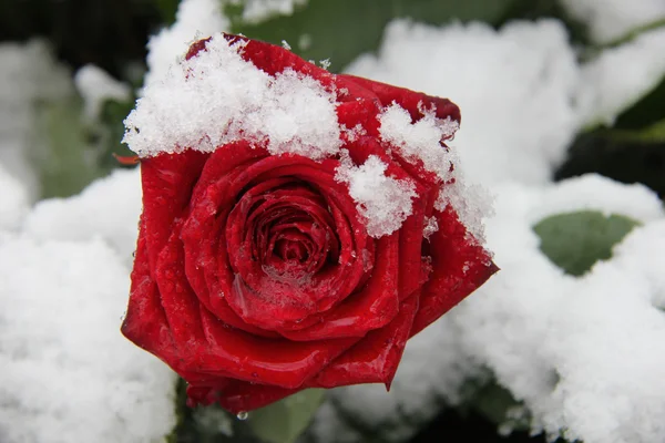 Rose snow Stock Photos, Royalty Free Rose snow Images | Depositphotos