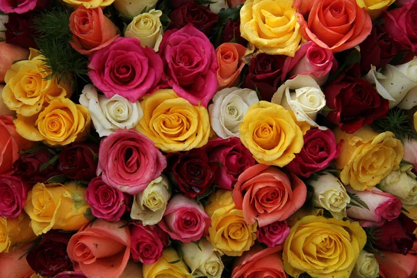 Colorful roses background — Stock Photo © Photocreo #10668818