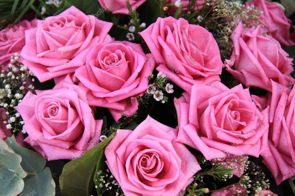 Most Beautiful Images Of Pink Roses