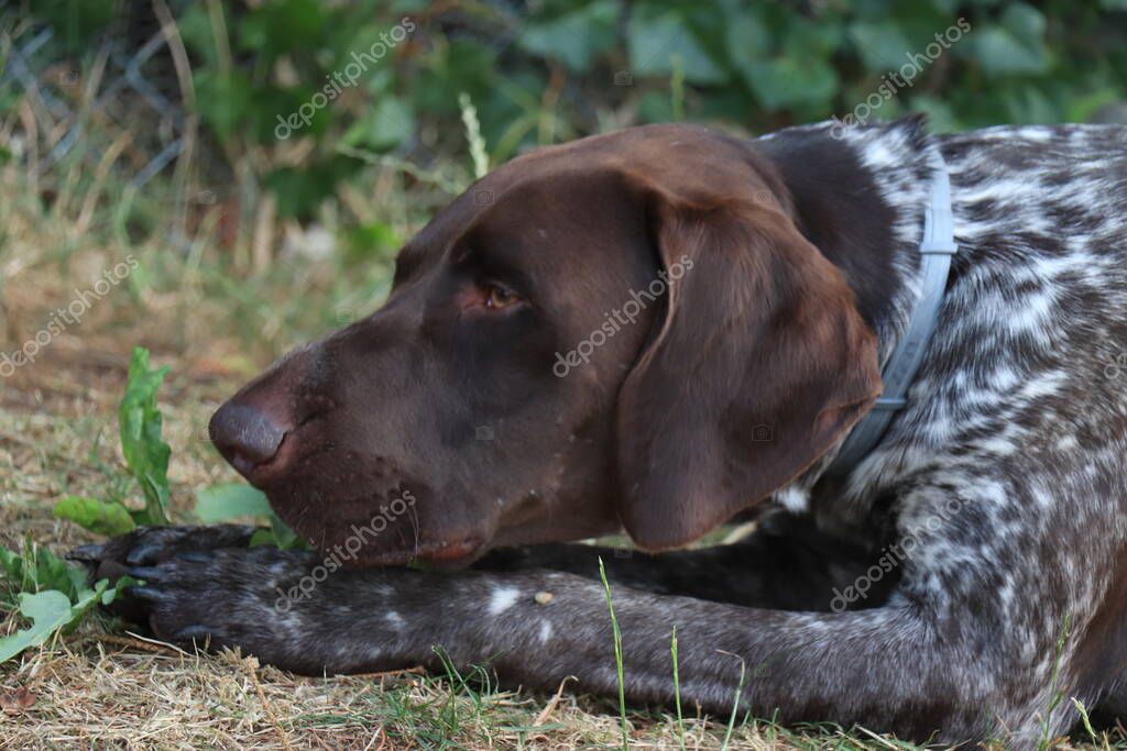 German Shorthaired Pointer, perro macho de 1 año, hígado y pelaje ...