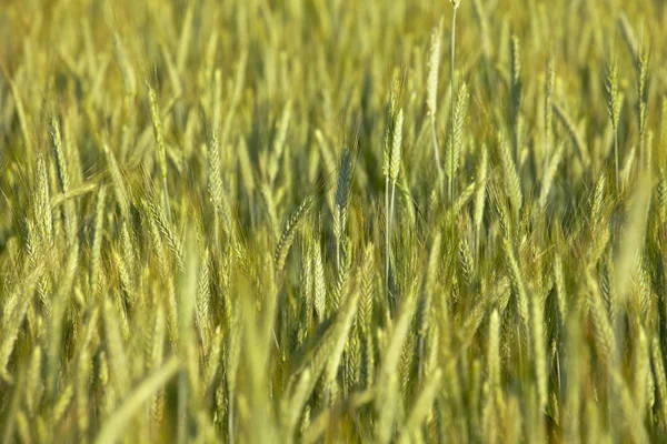 Pasto de trigo Stock Photos, Royalty Free Pasto de trigo Images ...