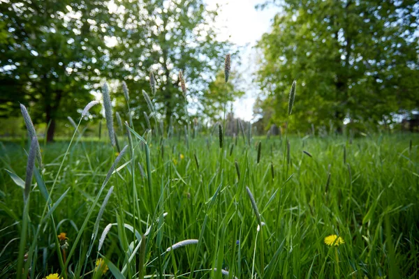 Gemaaid weide Stock Photos, Royalty Free Gemaaid weide Images ...