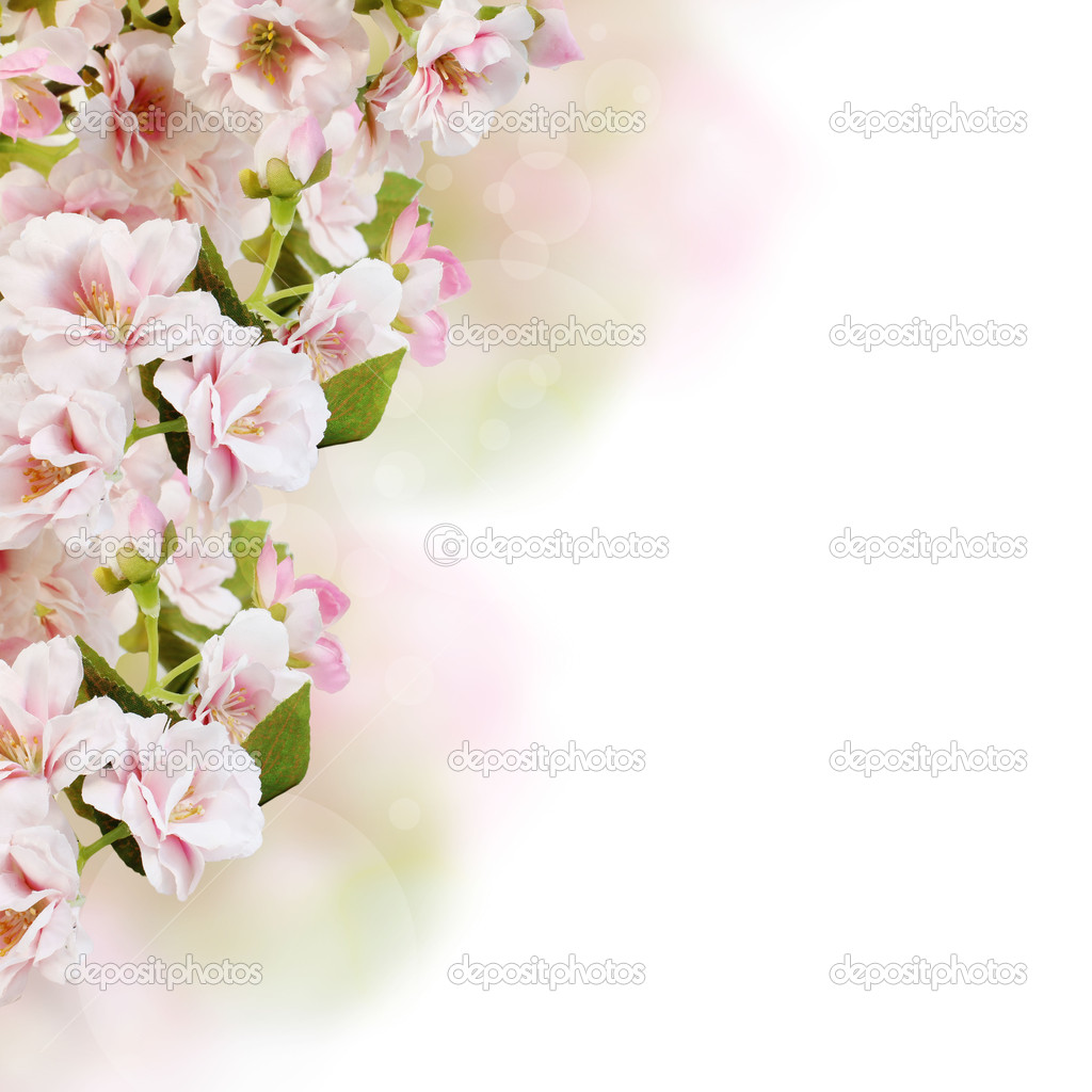 Pink spring blossom border Stock Photo by ©alga38 42876037