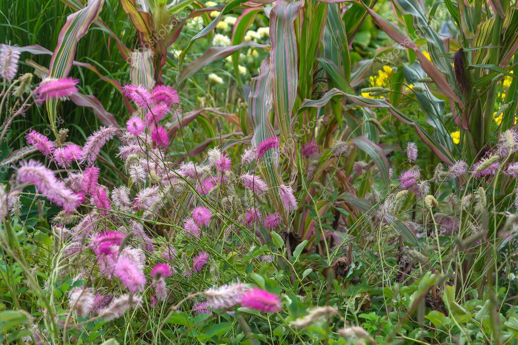 Lindas flores rosadas del gusano de sangre romo, Sanguisorba obtusa ...