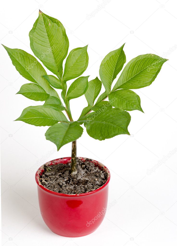 Plant — Stock Photo © gorbelabda #27150185