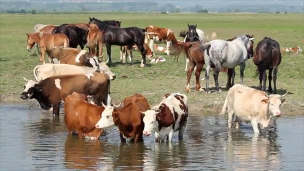 1080p Stock Videos, Royalty Free 1080p Footages | Depositphotos®