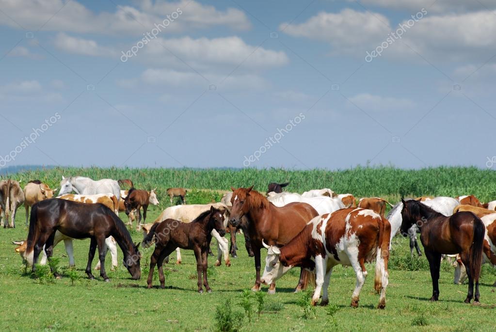 Vacas y caballos en los pastos: fotografía de stock © goceristeski ...