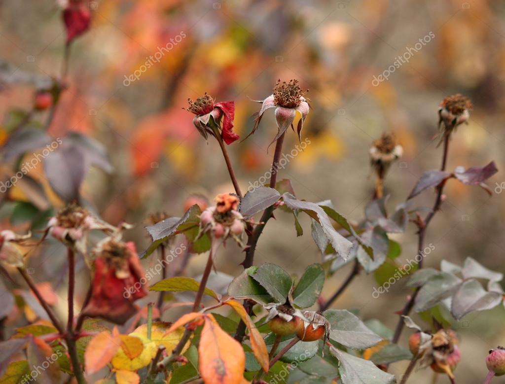 Garden with wilted roses nature background Stock Photo by ©goceristeski ...