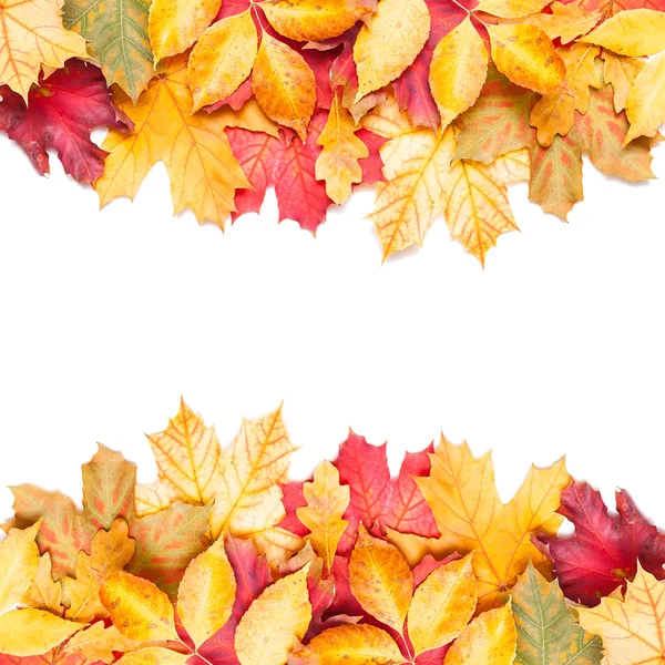 Autumn leafs on white background — Stock Photo © REDPIXEL #13405254