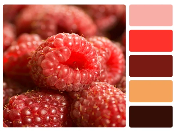 Raspberry Palette — Stock Photo © rixipix #30224179