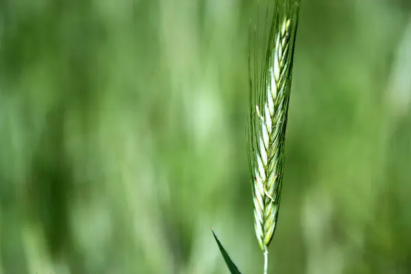 Sheaf of paddy Stock Photos, Royalty Free Sheaf of paddy Images ...