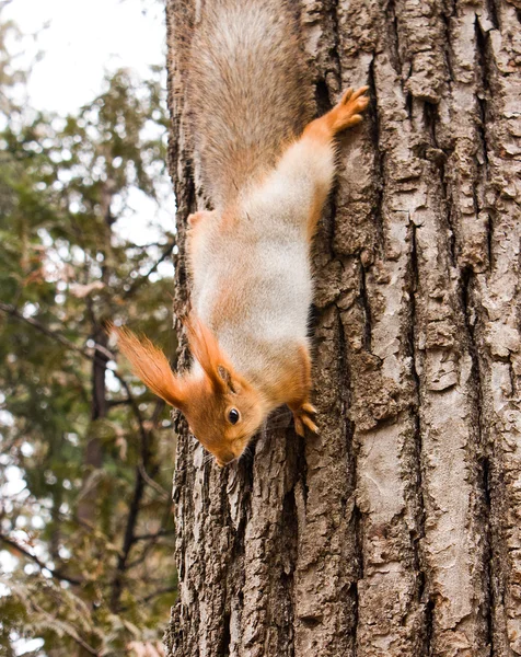 Pounce Stock Photos, Royalty Free Pounce Images | Depositphotos