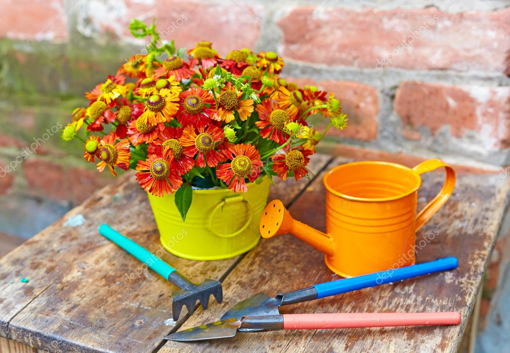 Bouquet of red flowers (Helenium), garden tools and watering can Stock ...