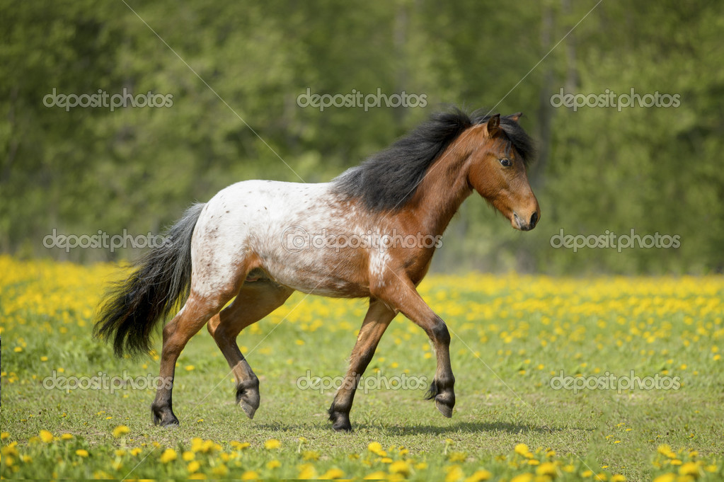Red Roan Appaloosa Foal